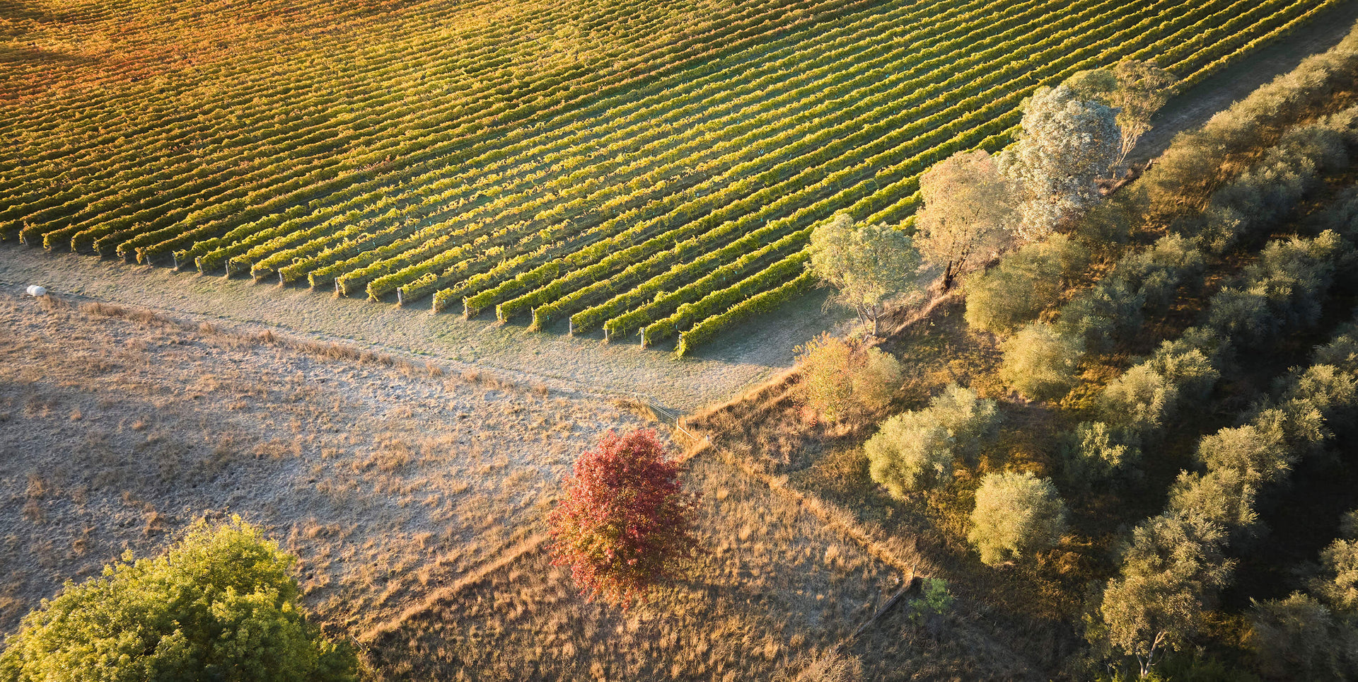 Clonakilla Wines